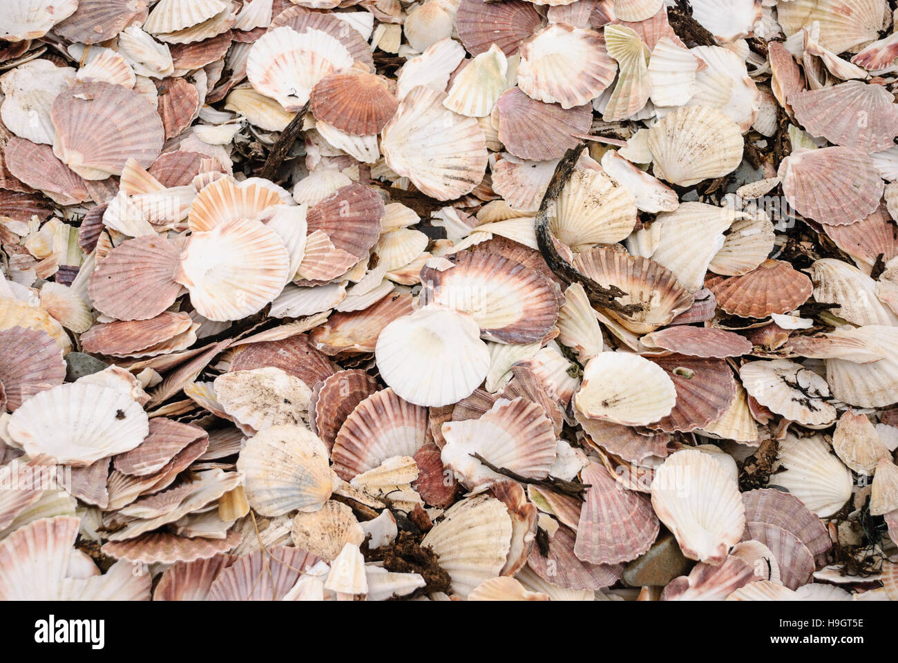 Large number of scallop shells on a beach Stock Photo - Alamy
