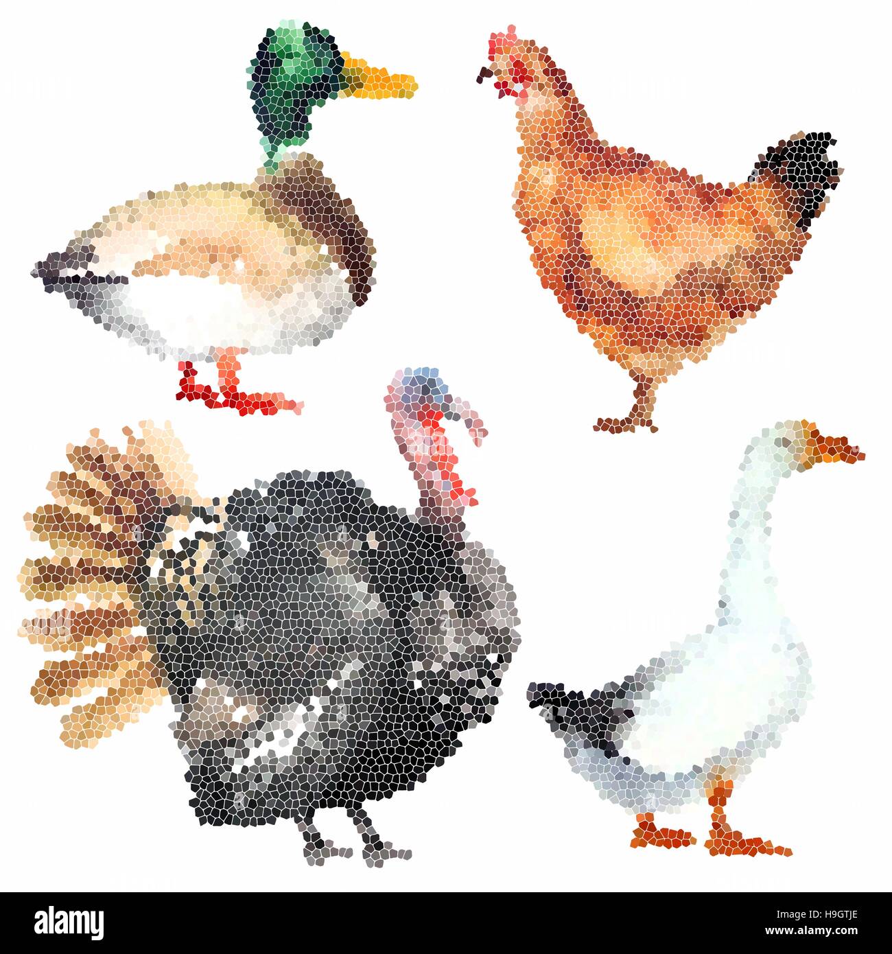 Set of colourful realistic farm birds hand-drawn Stock Vector Image ...