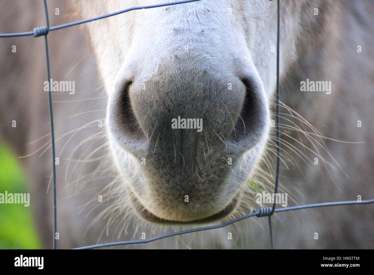 Donkey nose hi-res stock photography and images - Alamy