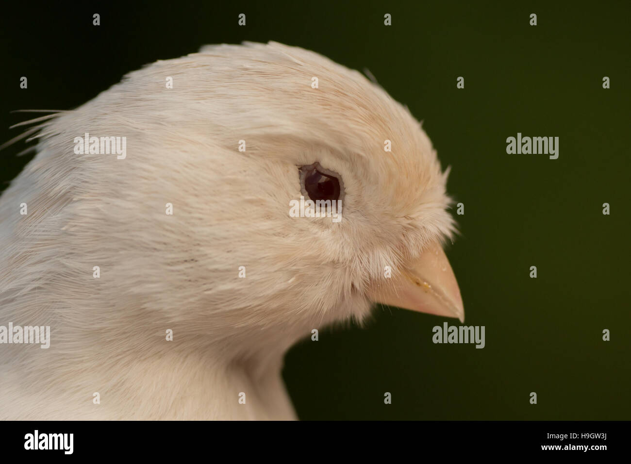 Beautiful white canary with a nice plumage Stock Photo - Alamy