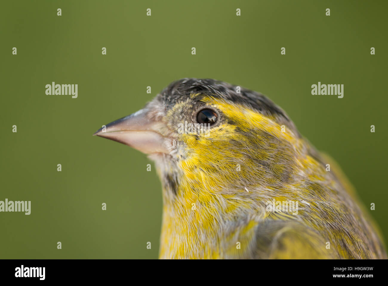Beautiful yellow and grey canary with a nice plumage Stock Photo - Alamy