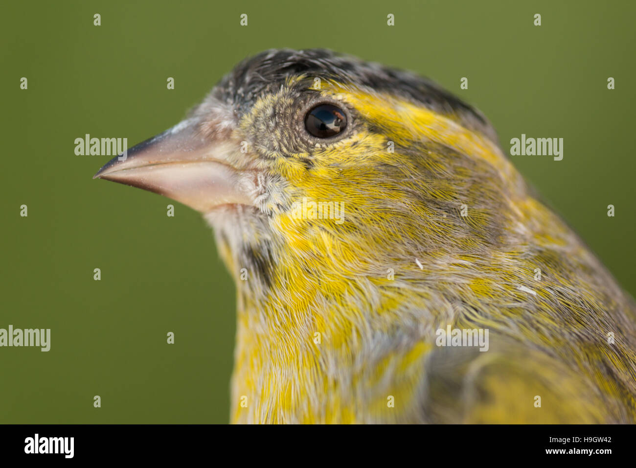 Nice yellow cage hi-res stock photography and images - Alamy