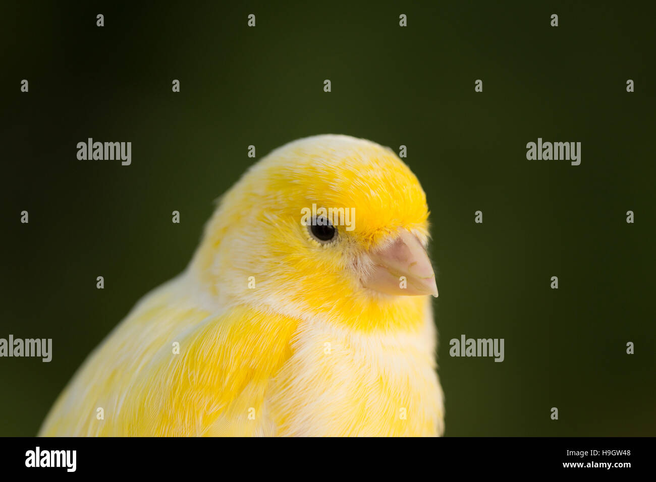 Beautiful yellow canary with a nice plumage Stock Photo - Alamy