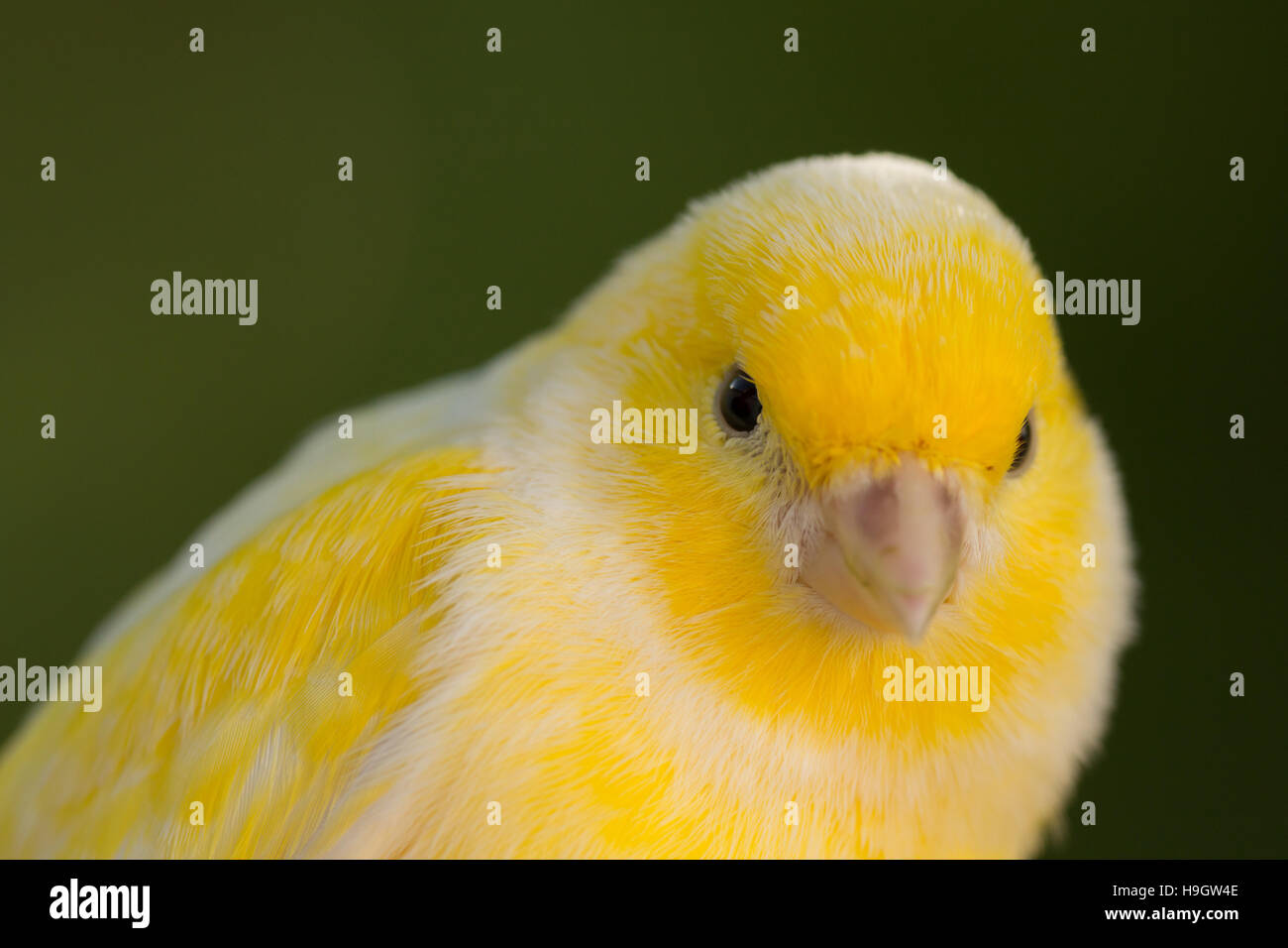 Yellow Canary Flying