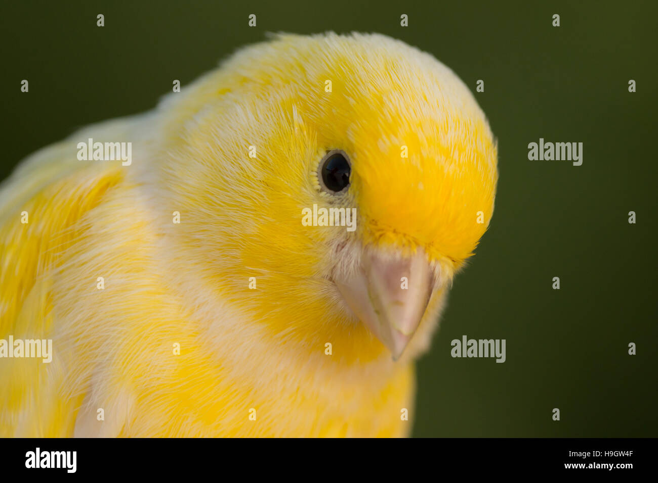 Beautiful yellow canary with a nice plumage Stock Photo - Alamy