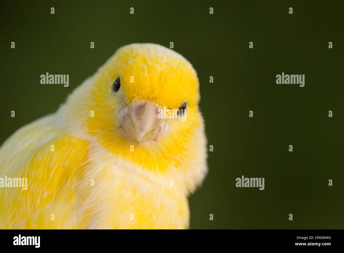 Beautiful yellow canary with a nice plumage Stock Photo - Alamy