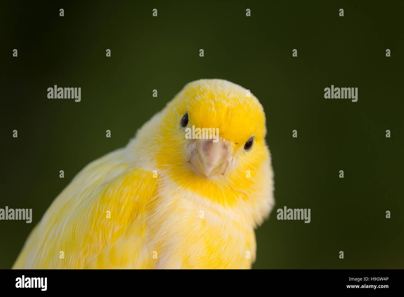 Beautiful yellow canary with a nice plumage Stock Photo - Alamy