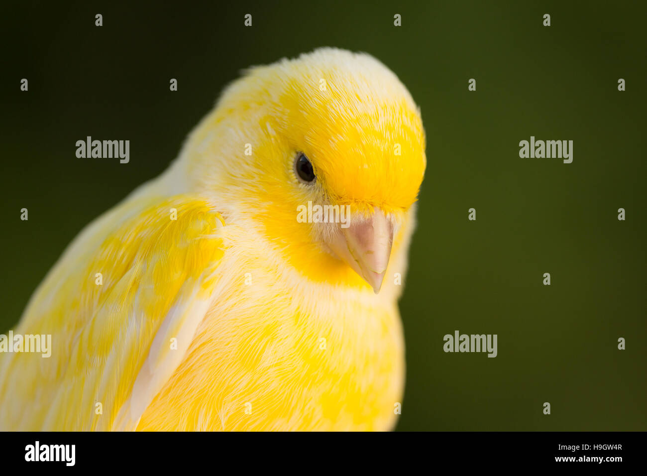 Yellow canary bird hi-res stock photography and images - Alamy