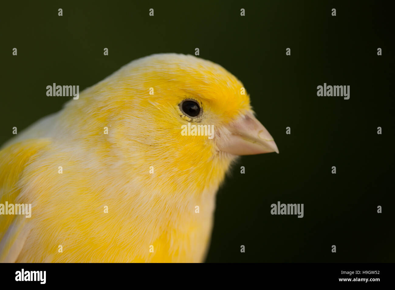 Beautiful yellow canary with a nice plumage Stock Photo - Alamy
