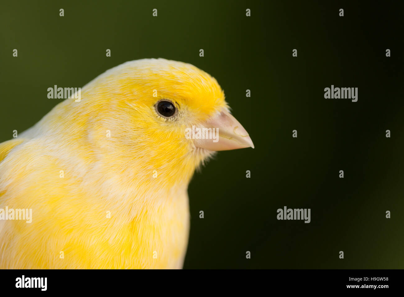 Yellow canary bird hi-res stock photography and images - Alamy