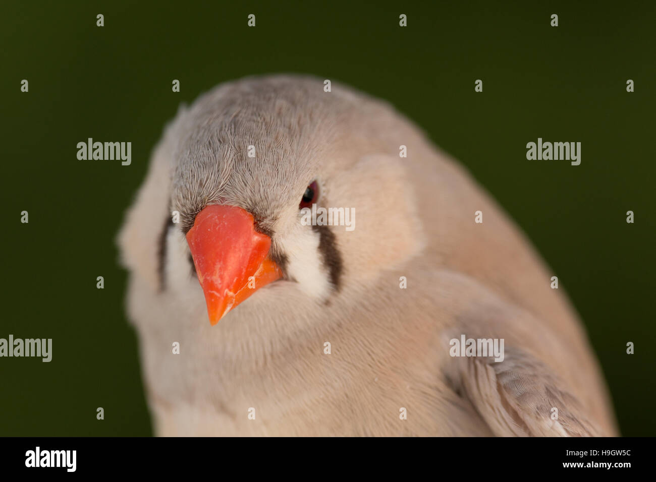 Beautiful colored bird with a funny head Stock Photo - Alamy