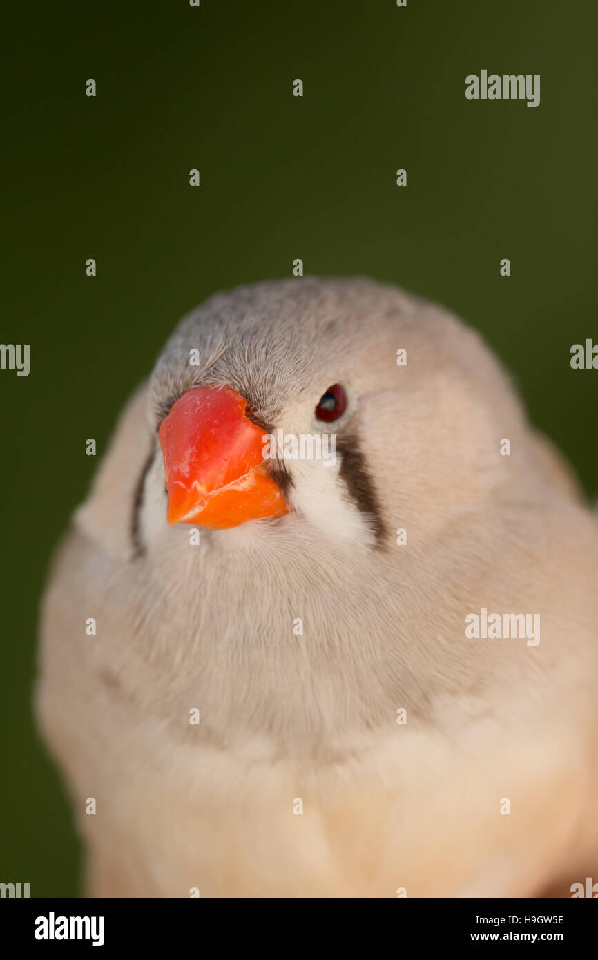 Beautiful colored bird with a funny head Stock Photo - Alamy