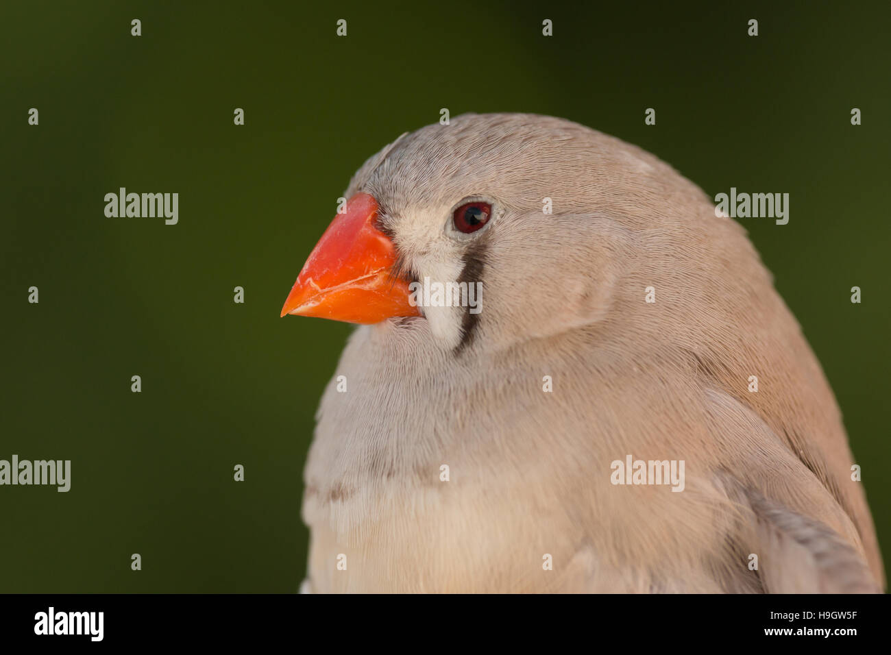 Beautiful colored bird with a funny head Stock Photo - Alamy