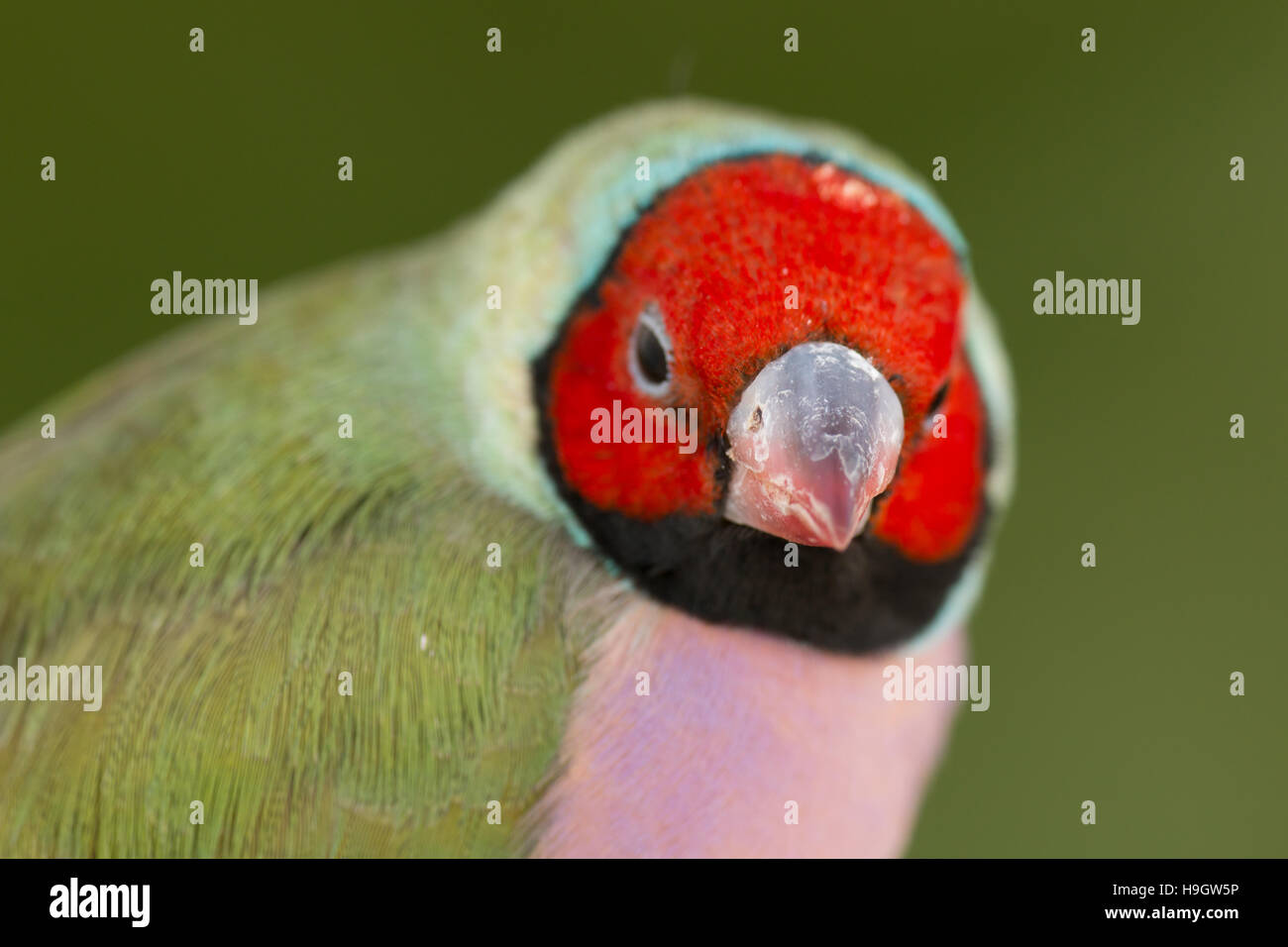 Beautiful colored bird with a funny head Stock Photo - Alamy