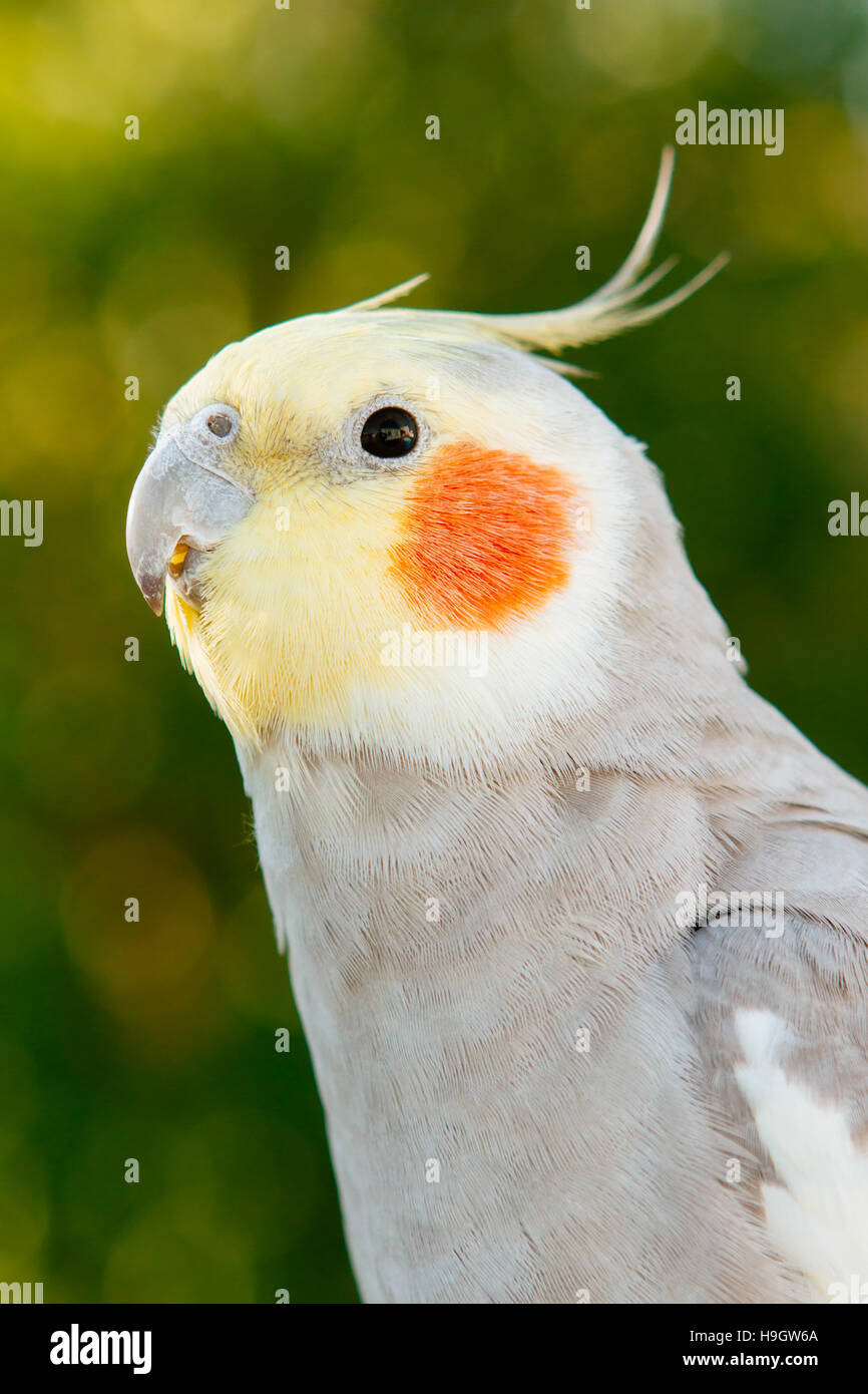 Beautiful parrot nymph gray with yellow crest Stock Photo - Alamy