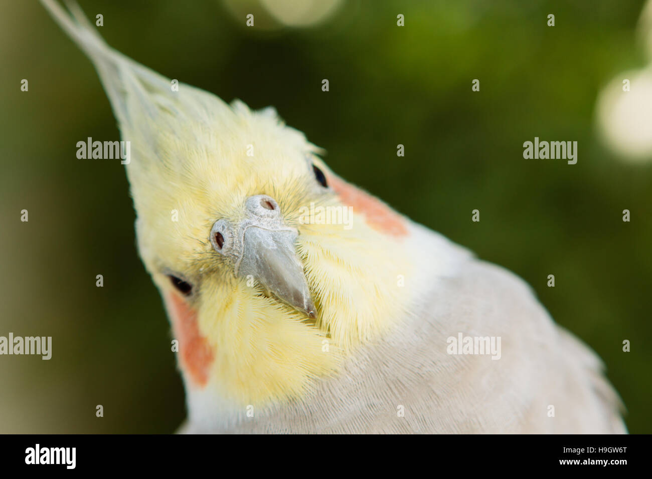 Beautiful parrot nymph gray with yellow crest Stock Photo - Alamy