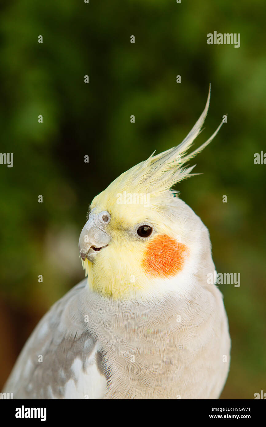 Beautiful parrot nymph gray with yellow crest Stock Photo - Alamy