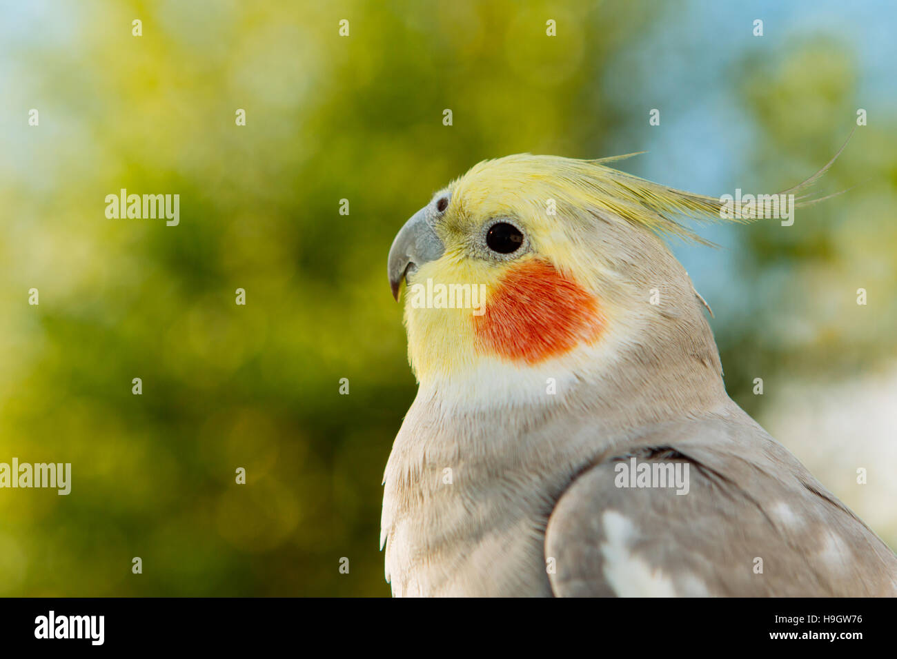 Beautiful parrot nymph gray with yellow crest Stock Photo - Alamy