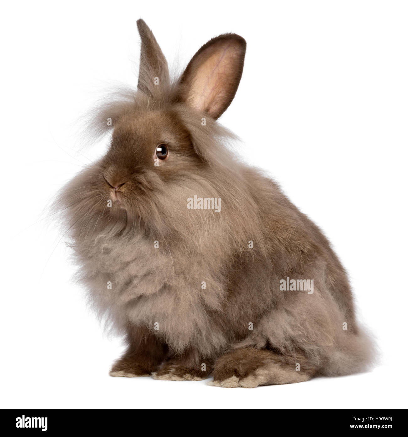 A cute sitting chocolate colored lionhead bunny rabbit Stock Photo - Alamy