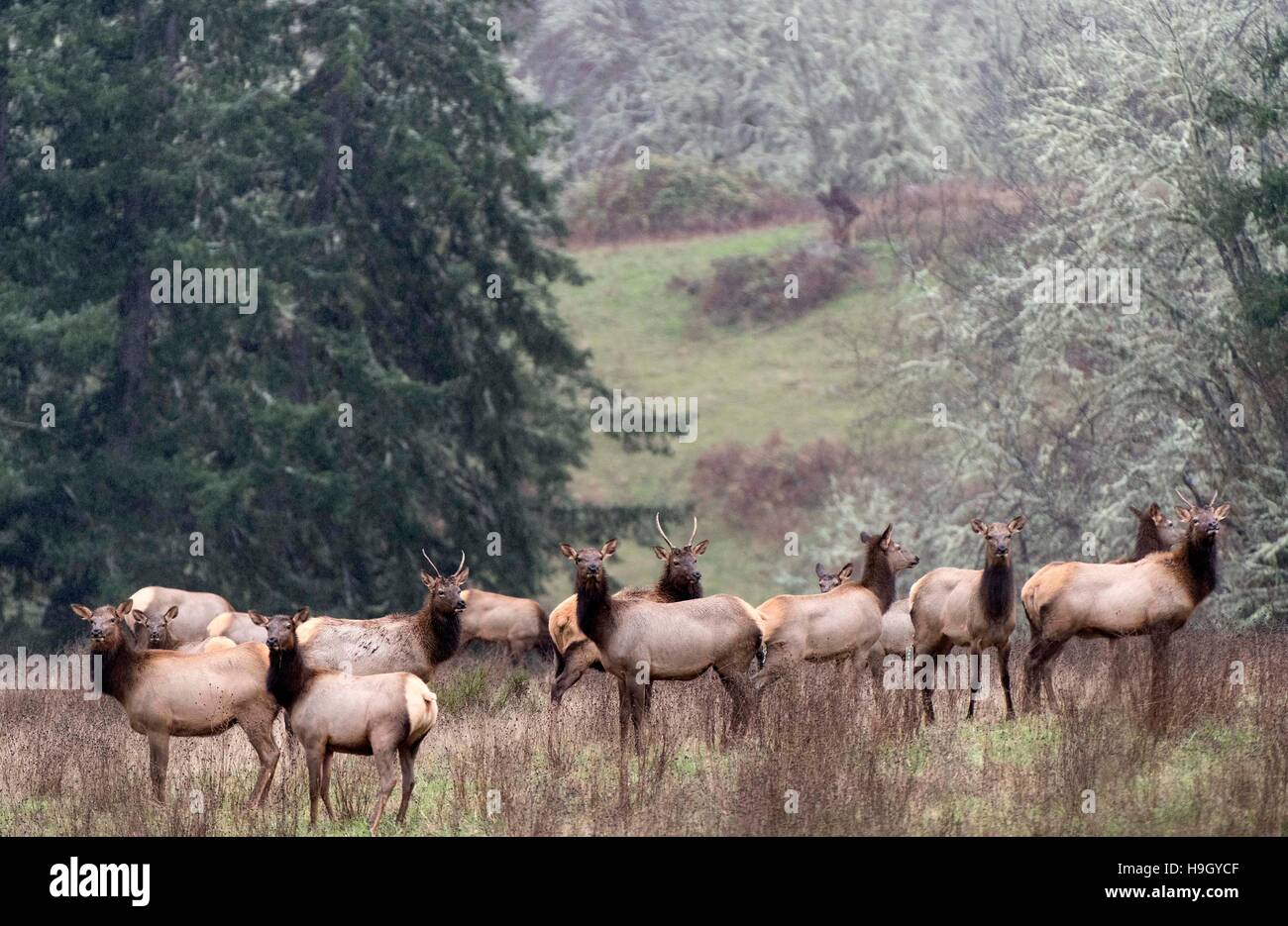 Elkton, Oregon, USA. 22nd Nov, 2016. A herd of wild Roosevelt elk stand ...