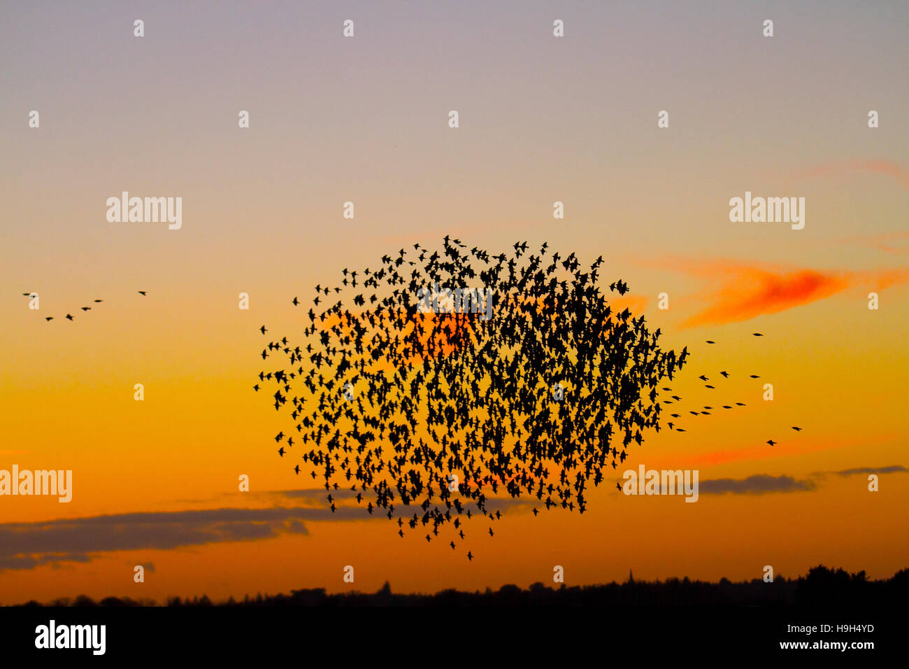 Birds in Flight, flying in the clouds at flocks of Starlings at ...