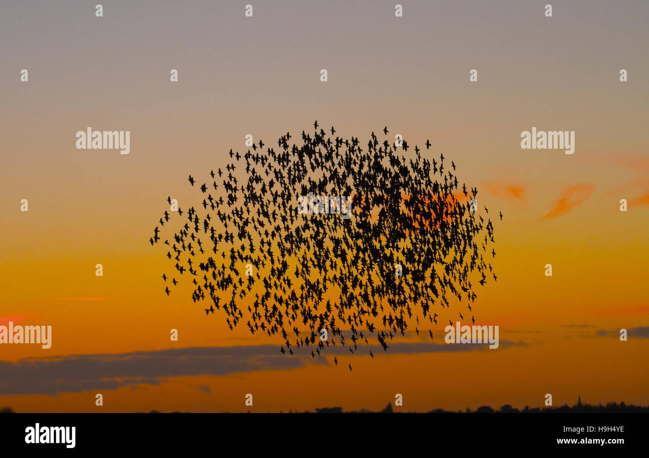 Birds in Flight, flying in the clouds at flocks of Starlings at ...
