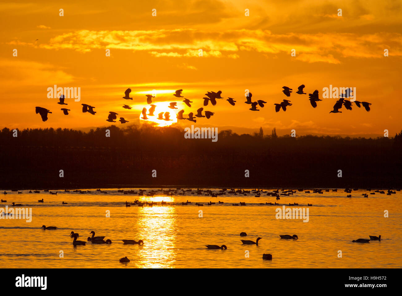 Martin Mere Nature Reserve, Lancashire, UK. 23rd November, 2016. UK ...