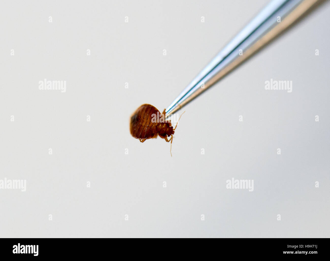 Technical bugs hi-res stock photography and images - Alamy