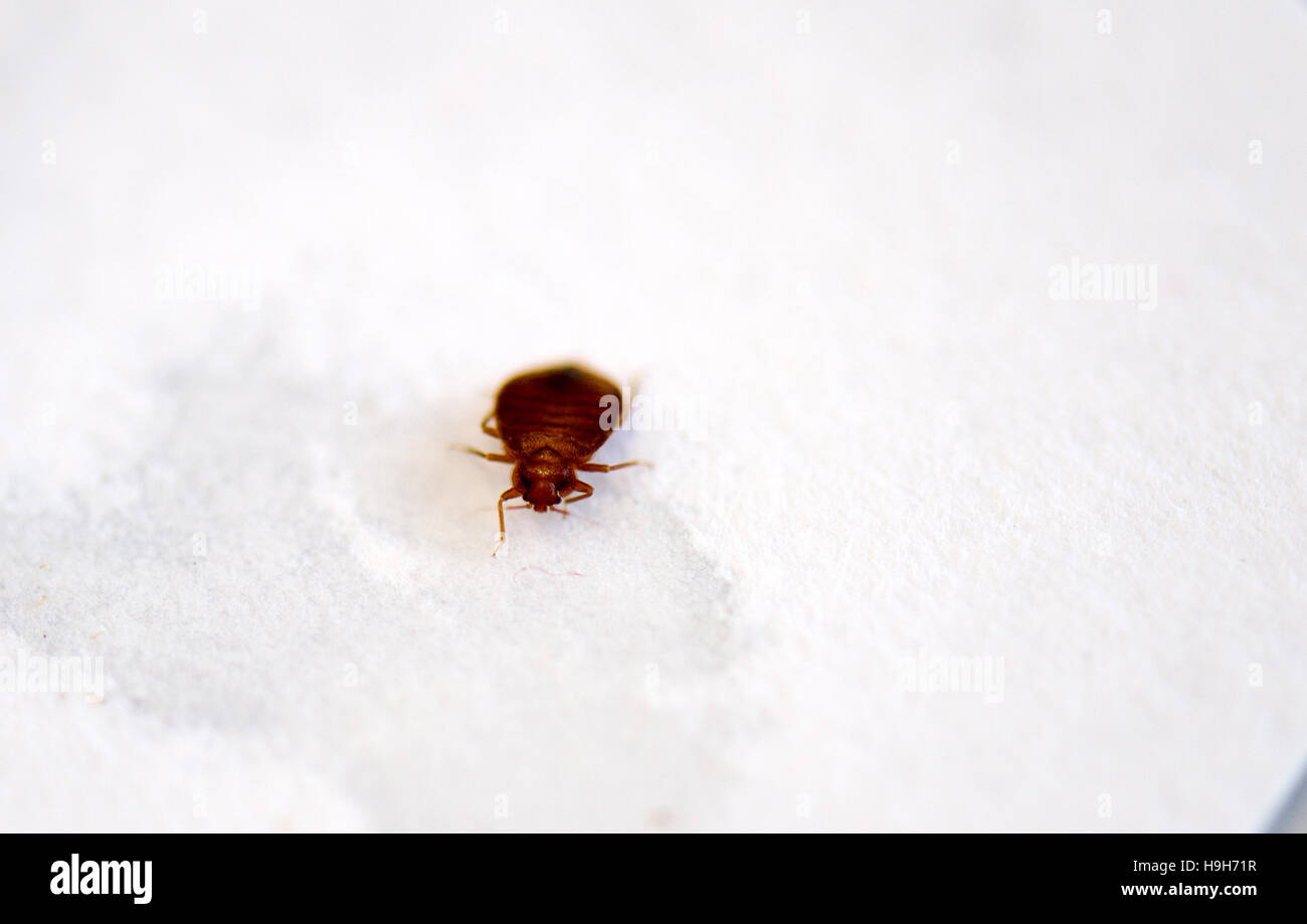 Technical bugs hi-res stock photography and images - Alamy