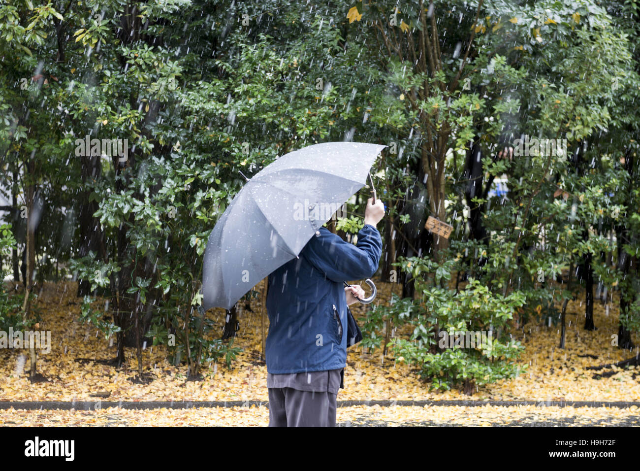 Tokyo, Tokyo, Japan. 24th Nov, 2016. Snow and sleet fell in Tokyo and ...