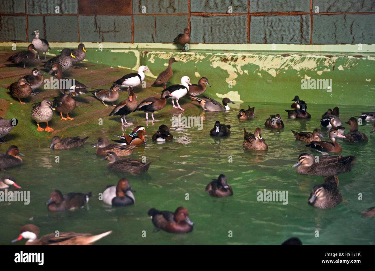 Cologne, Germany. 24th Nov, 2016. The ducks at the Cologne Zoo swim in ...