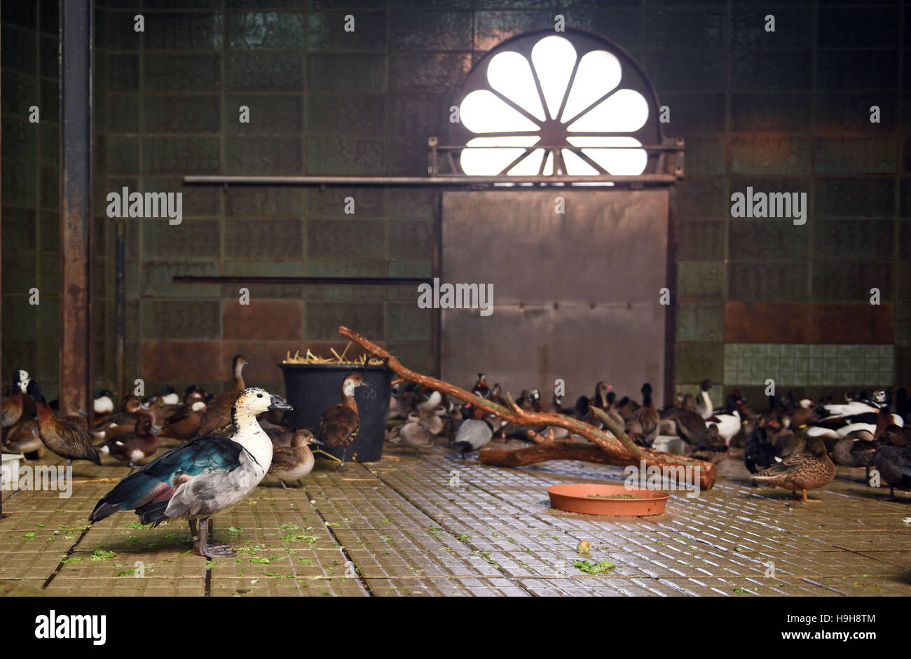 Cologne, Germany. 24th Nov, 2016. The ducks at the Cologne Zoo stand in ...