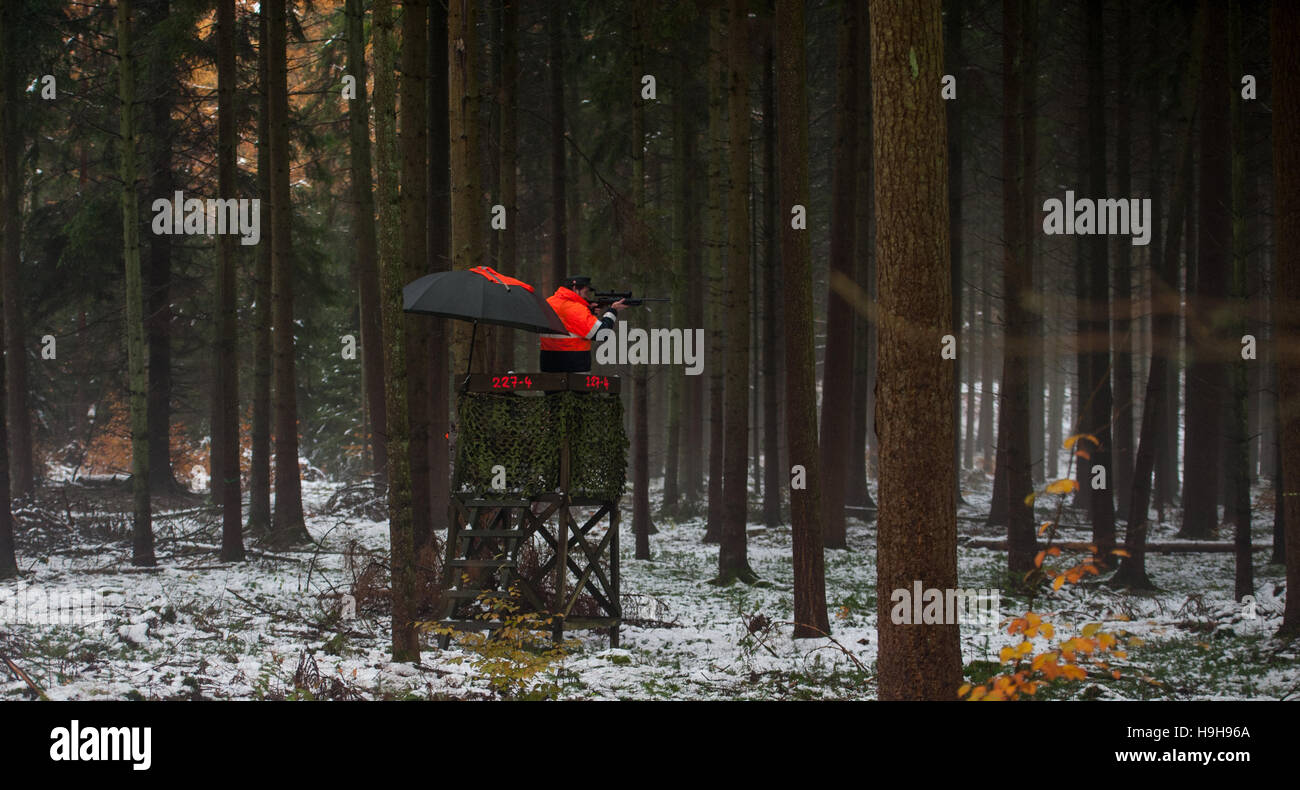 Goehrde, Germany. 15th Nov, 2016. A hunter in a tree stand in the ...