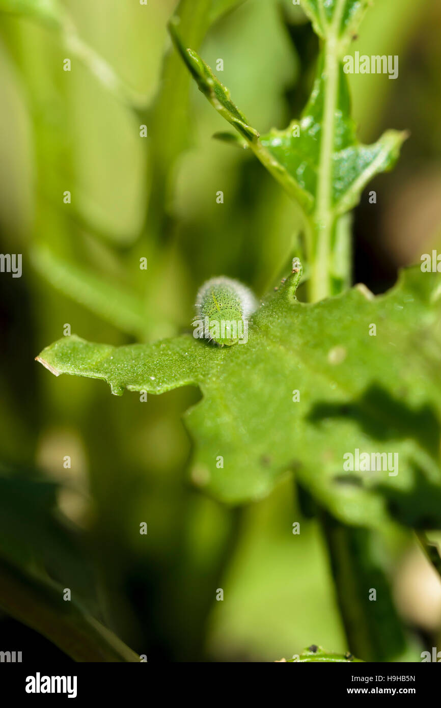 Wild white charlock hi-res stock photography and images - Alamy
