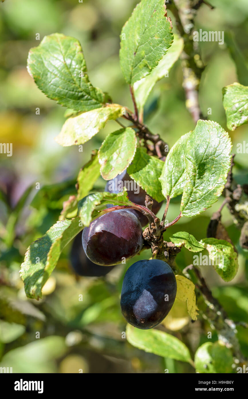 Damson Plum Prunus domestica tree fruits Stock Photo - Alamy