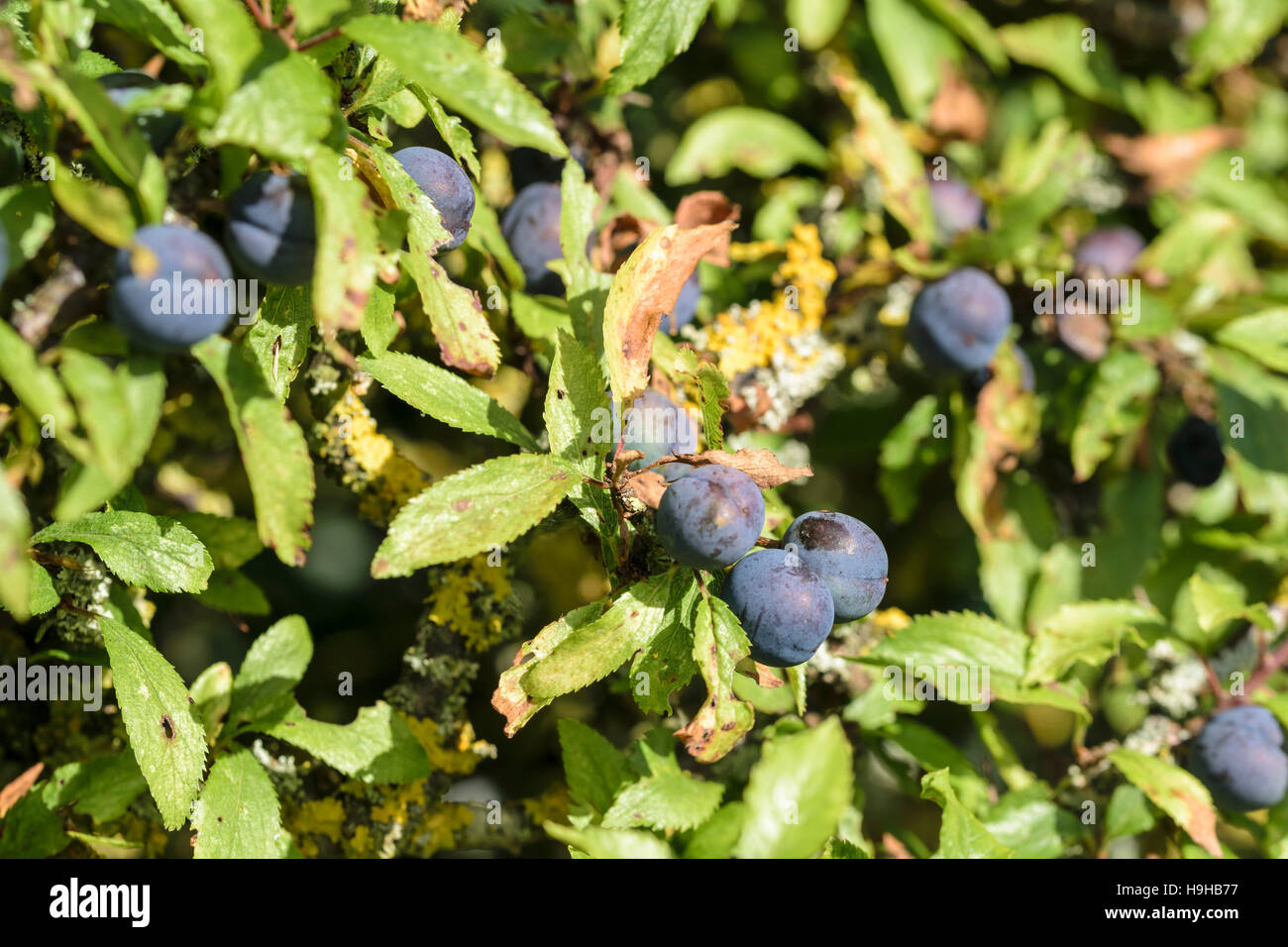 Sloe berries hi-res stock photography and images - Alamy