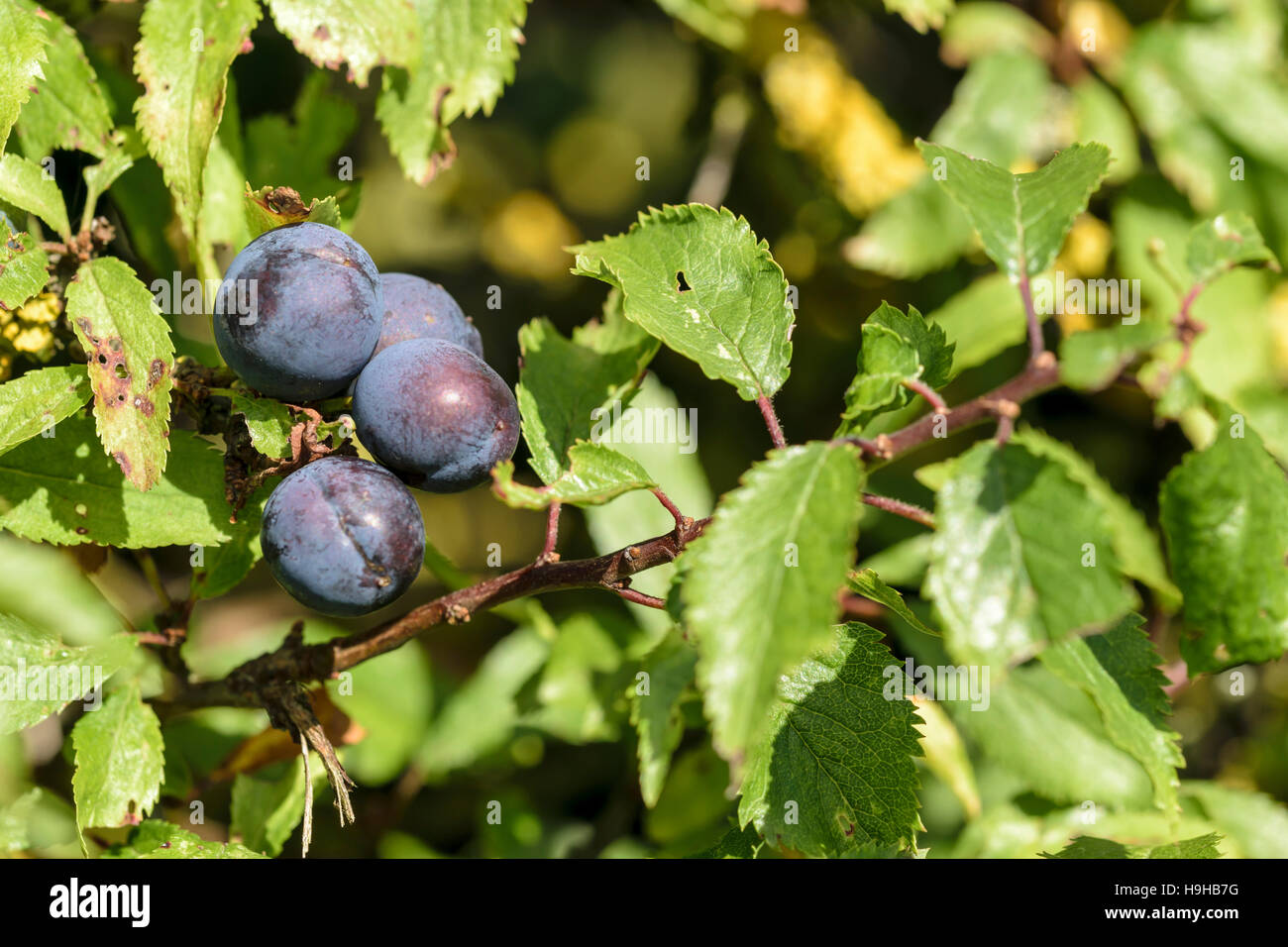 Blackthorn shrub Prunus spinosa showing the ripe blue berries or Sloe ...