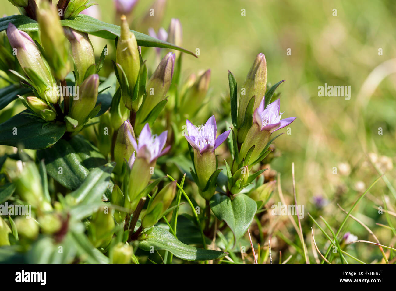 Gentianella amarella hi-res stock photography and images - Alamy