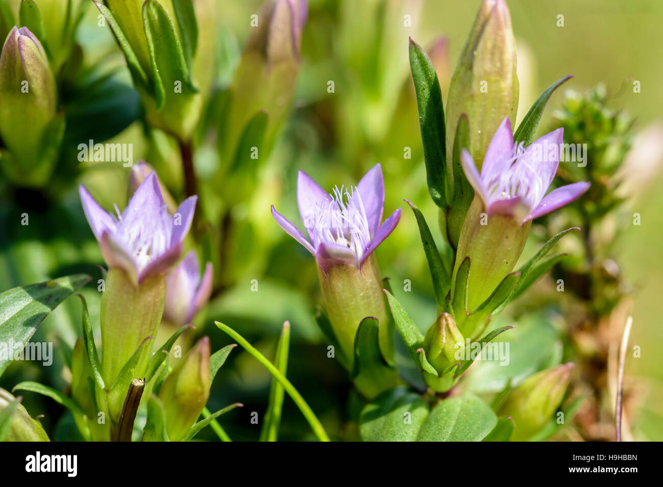 Autumn Gentian Gentianella amarella growing on the Great Orme Llandudno North Wales Stock Photo ...