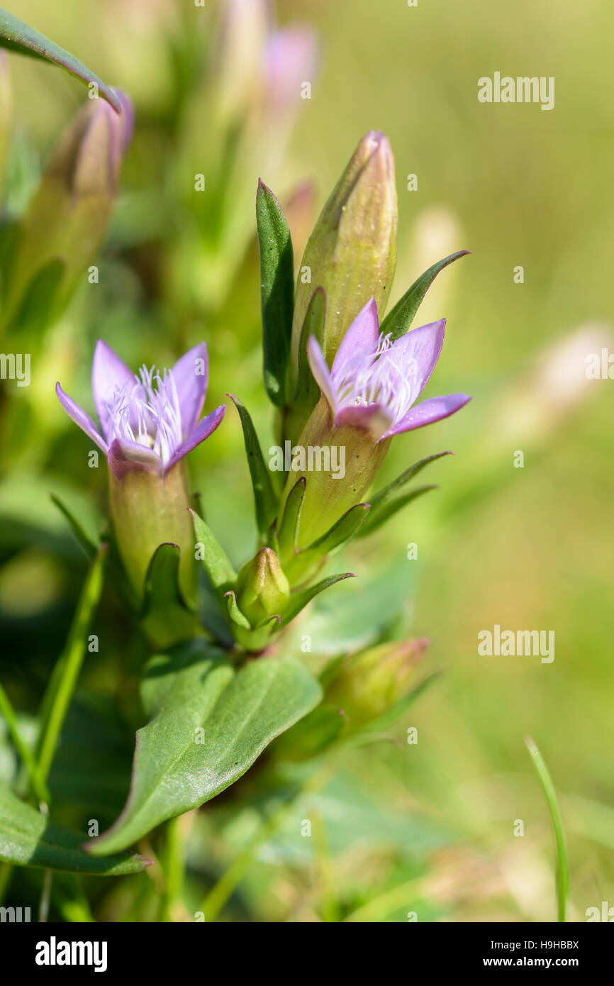 Autumn Gentian Gentianella amarella growing on the Great Orme Llandudno North Wales Stock Photo ...