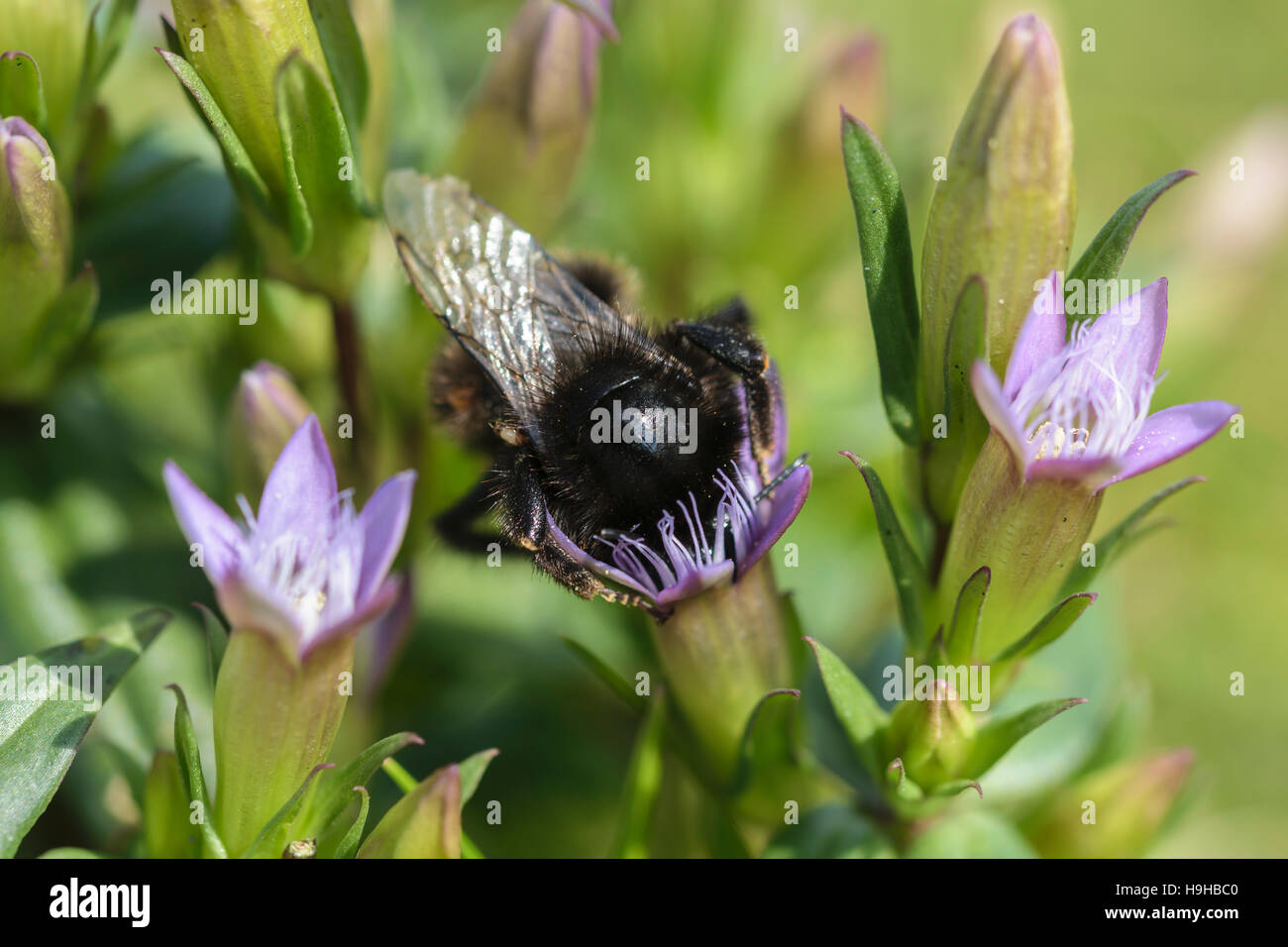 Gentianella amarella hi-res stock photography and images - Alamy