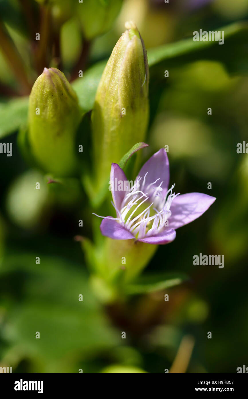 Autumn Gentian Gentianella amarella growing on the Great Orme Llandudno North Wales Stock Photo ...
