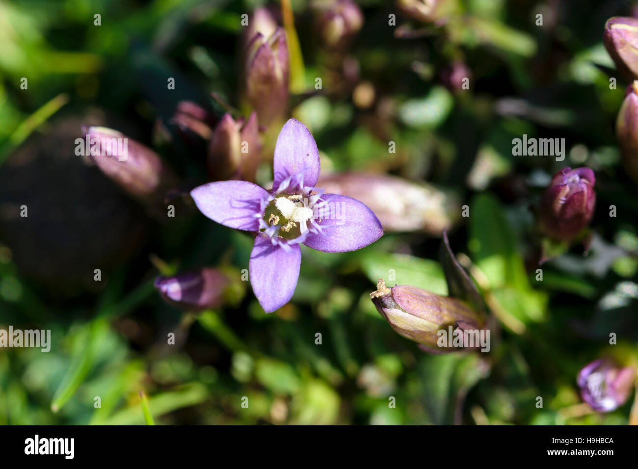 Gentianella campestris hi-res stock photography and images - Alamy