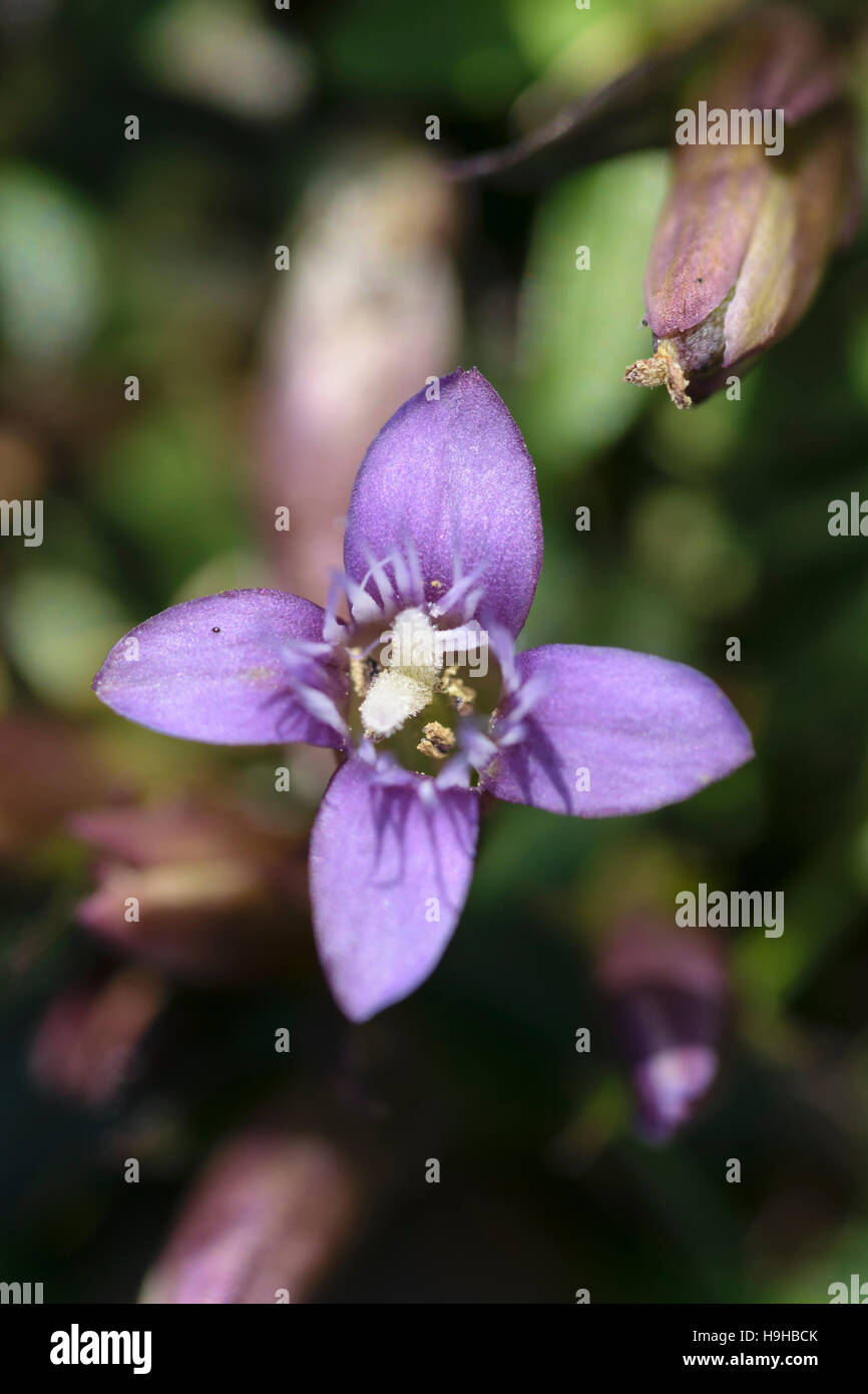 Close up of the wild flower Field gentian Gentianella campestris Stock ...