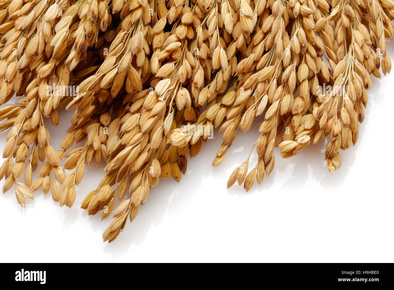 Paddy Rice stalks. Isolated on a white background Stock Photo - Alamy