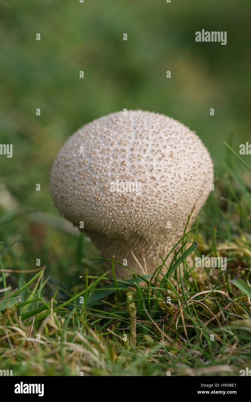 Common Puffball Lycoperdon Perlatum Stock Photo - Alamy