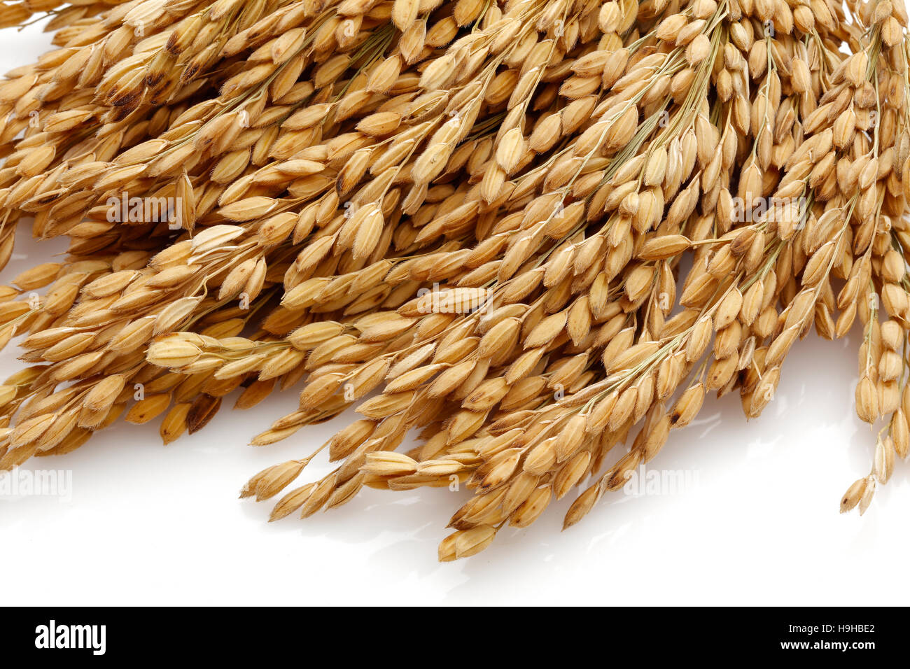 Bunch of paddy hi-res stock photography and images - Alamy