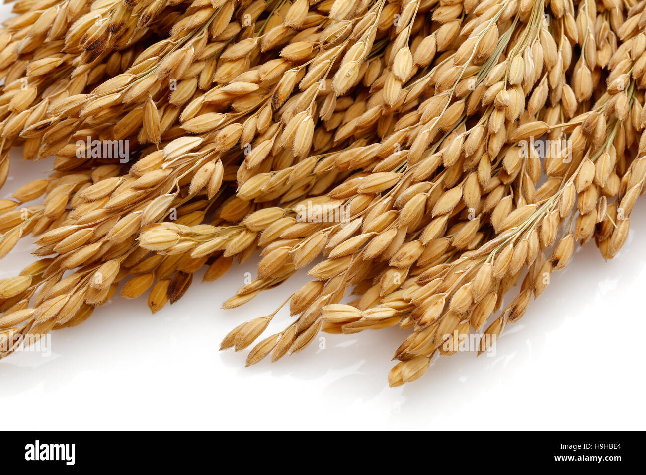 Bunch of paddy hi-res stock photography and images - Alamy