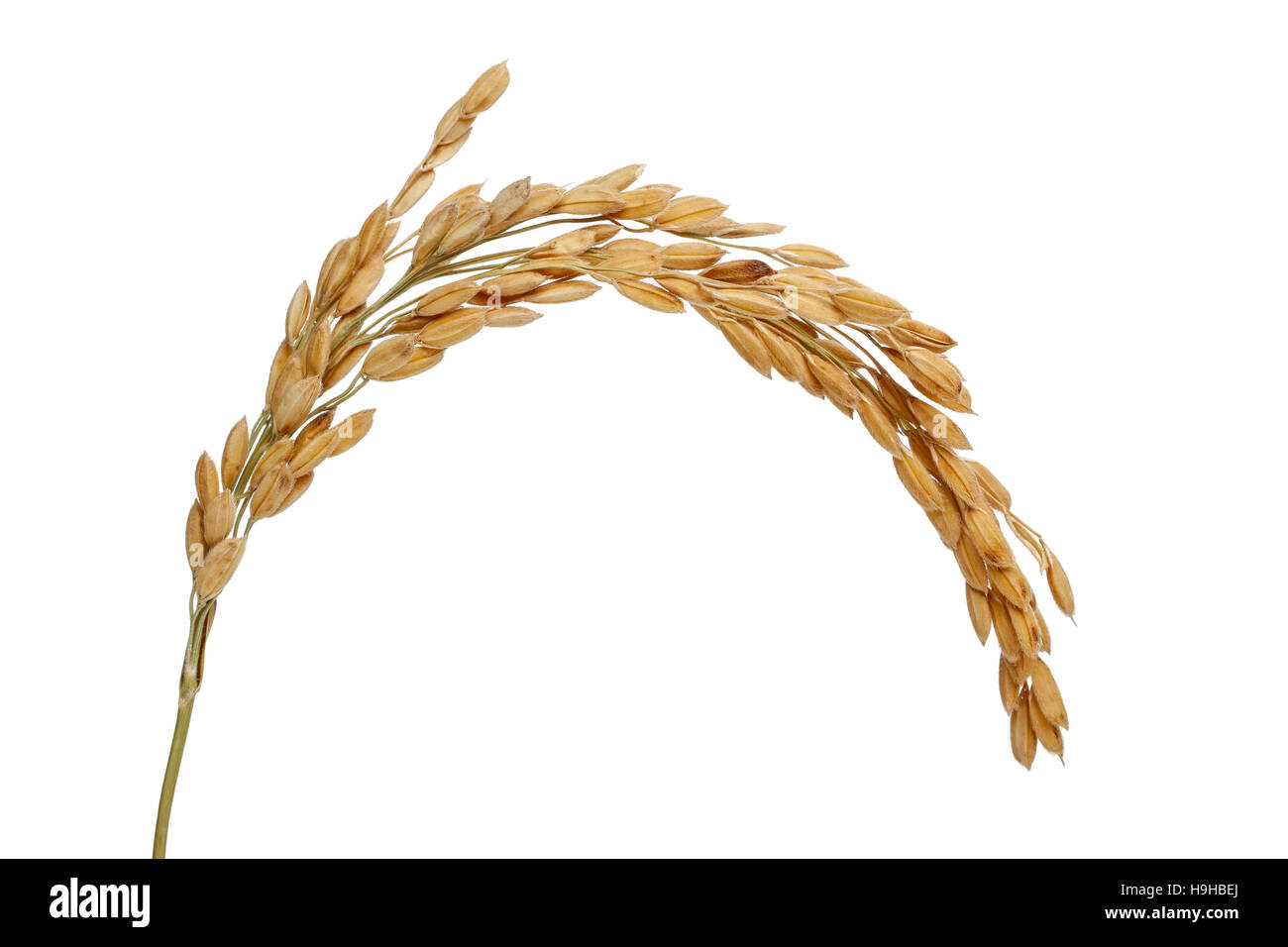 Paddy Rice stalks. Isolated on a white background Stock Photo - Alamy