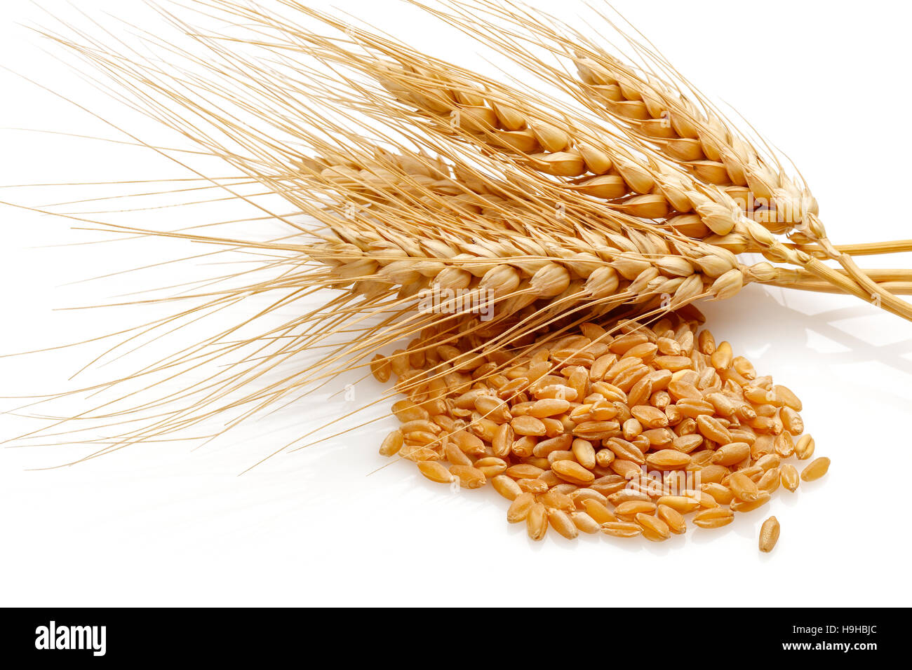 Wheat seed heads isolated on white background Stock Photo - Alamy